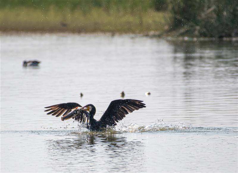 World Nature Conservation Day Special: Hindustan Zinc Restores 13 ...