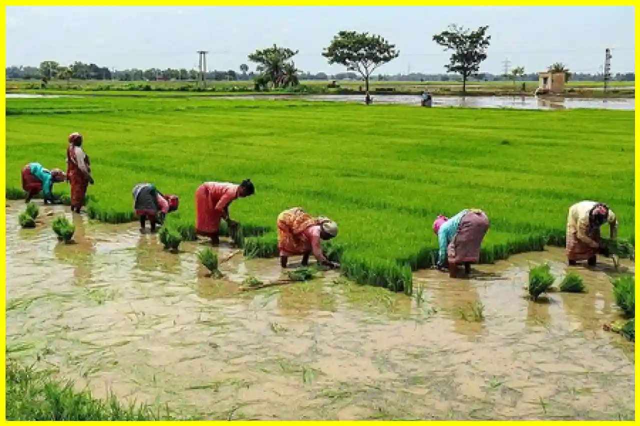Rising Fertilizer Prices in Tamil Nadu Heighten Farmers Concerns